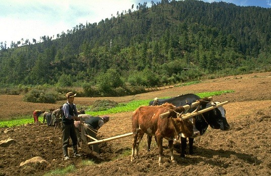 Bhutan Farming Culture Tour with Jigme Tshering - Heavenly Bhutan ...
